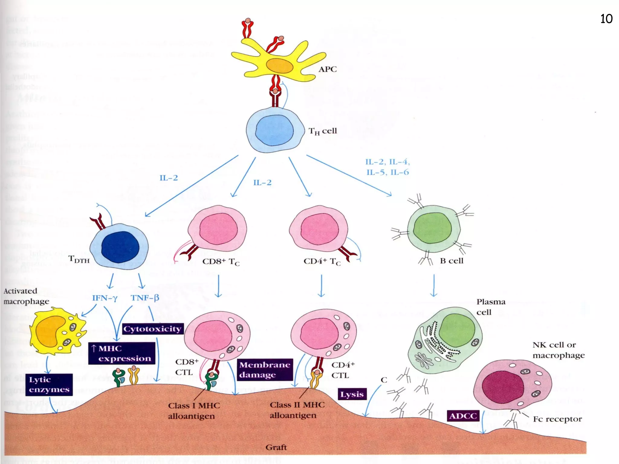 Non biopsy diagnosis of acute rejection of Renal allograft | PPT