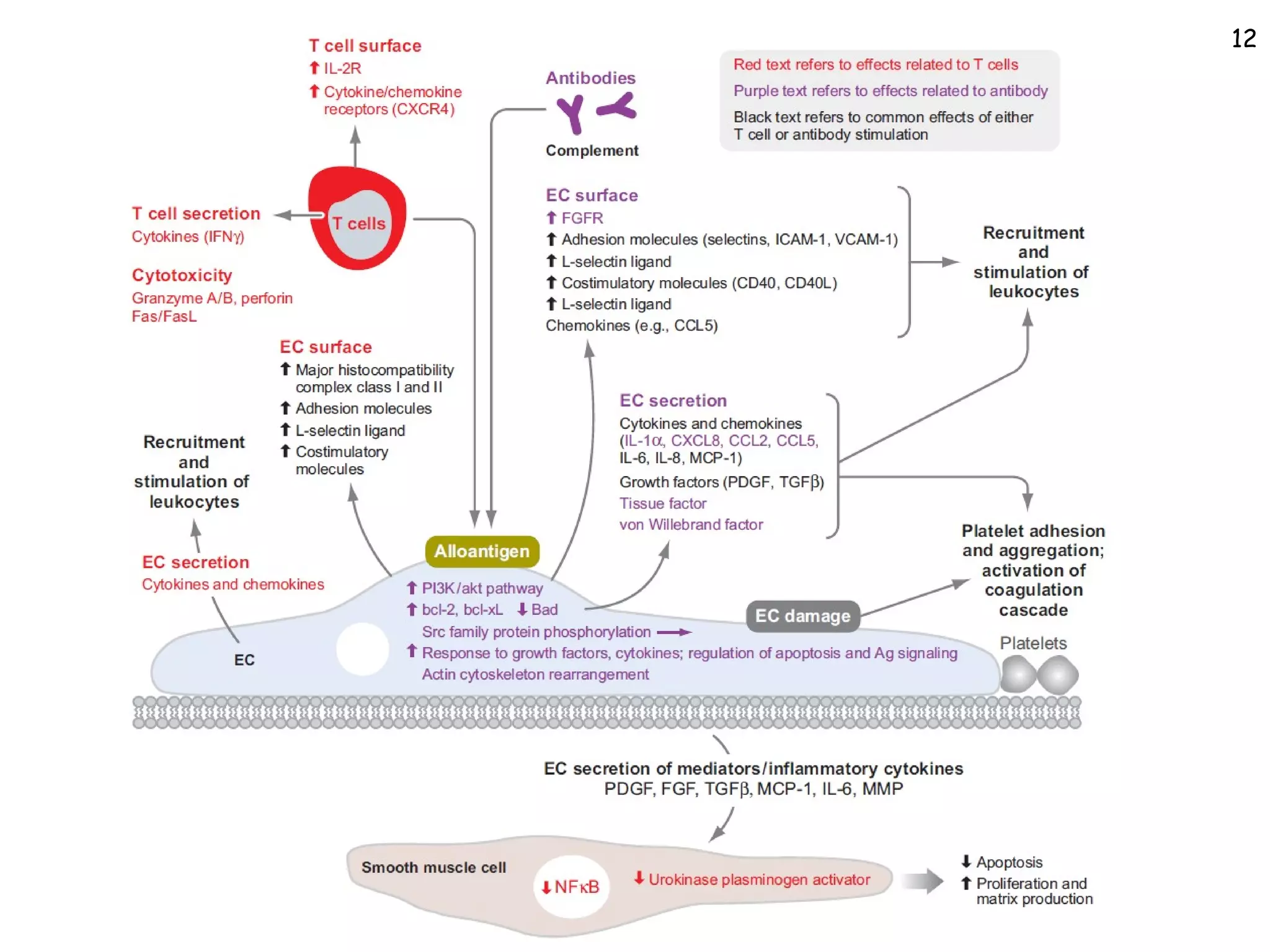 Non biopsy diagnosis of acute rejection of Renal allograft | PPT
