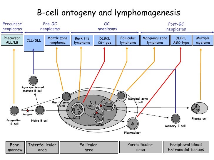 Modern classification of lymphomas (2010) VEAB presentation