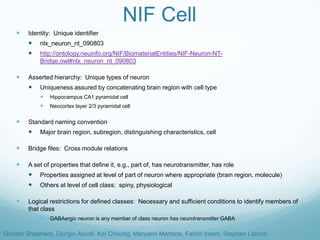 Neuroscience Information Framework Ontologies: Nerve cells in Neurolex ...