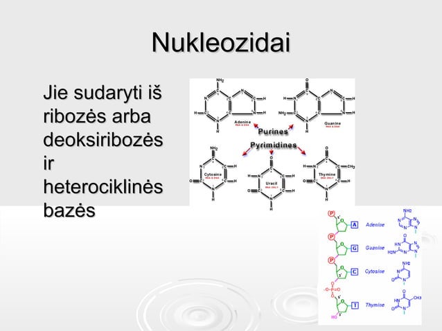 2010 01 (ivadas ir biologija) | PPT