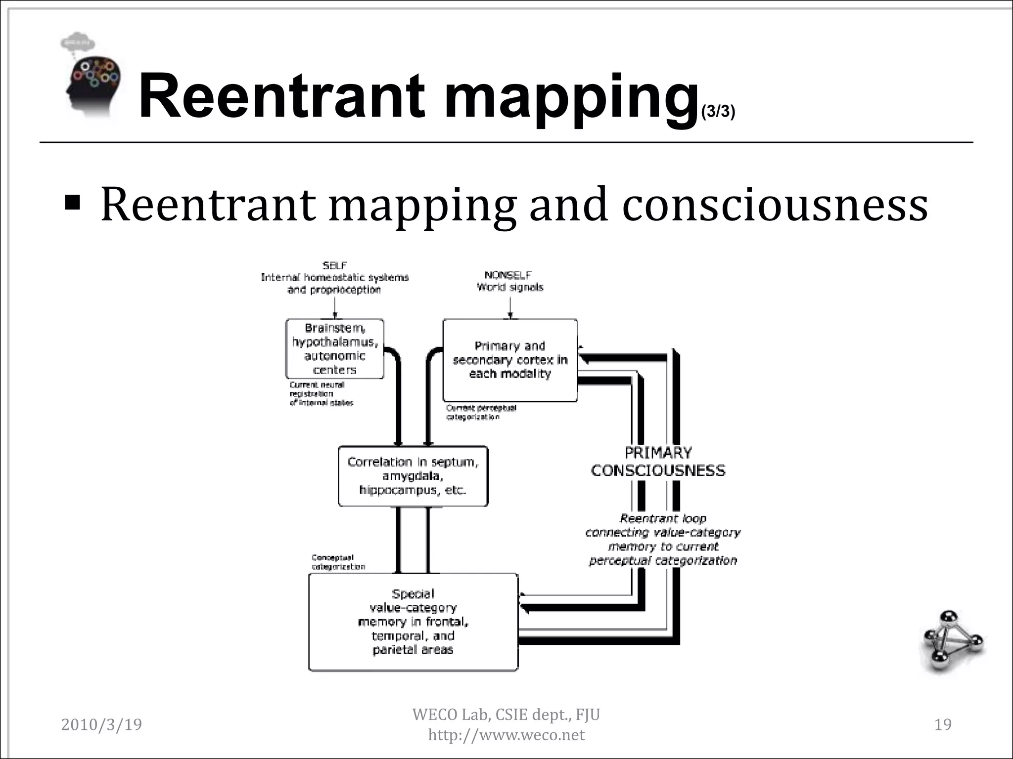 Brain Network - Thalamocortical Motif | PPTX