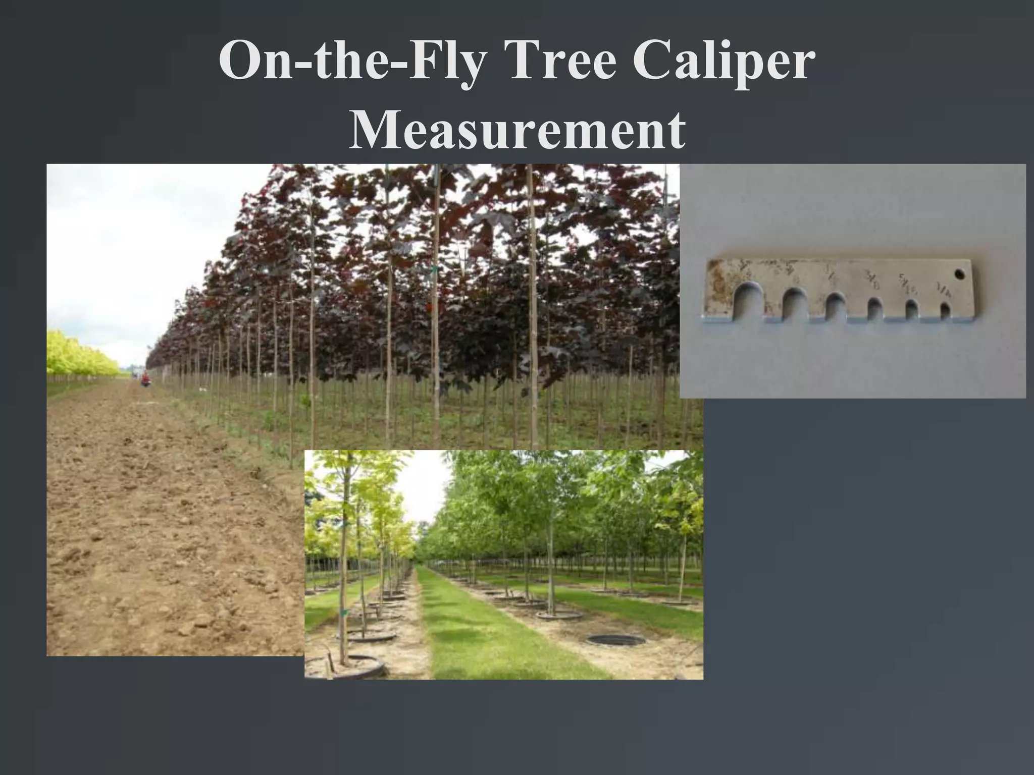 On-the-fly Tree Counting and Caliper Measure | PPTX