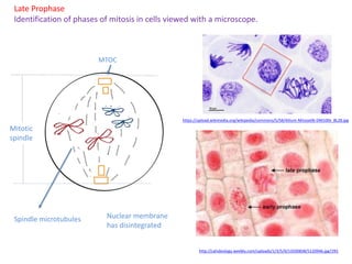 1.6. Cell division | PPTX