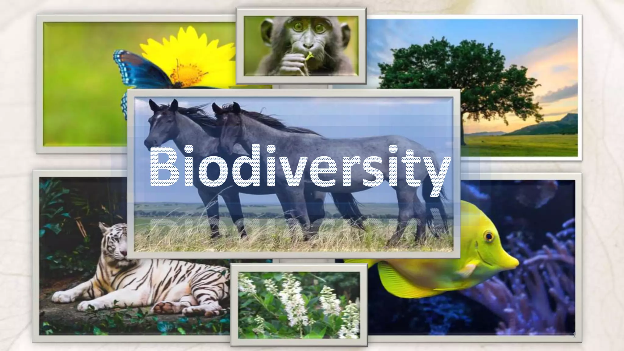 Presentation on Biodiversity | PPTX