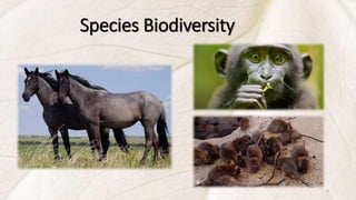 Presentation on Biodiversity | PPTX