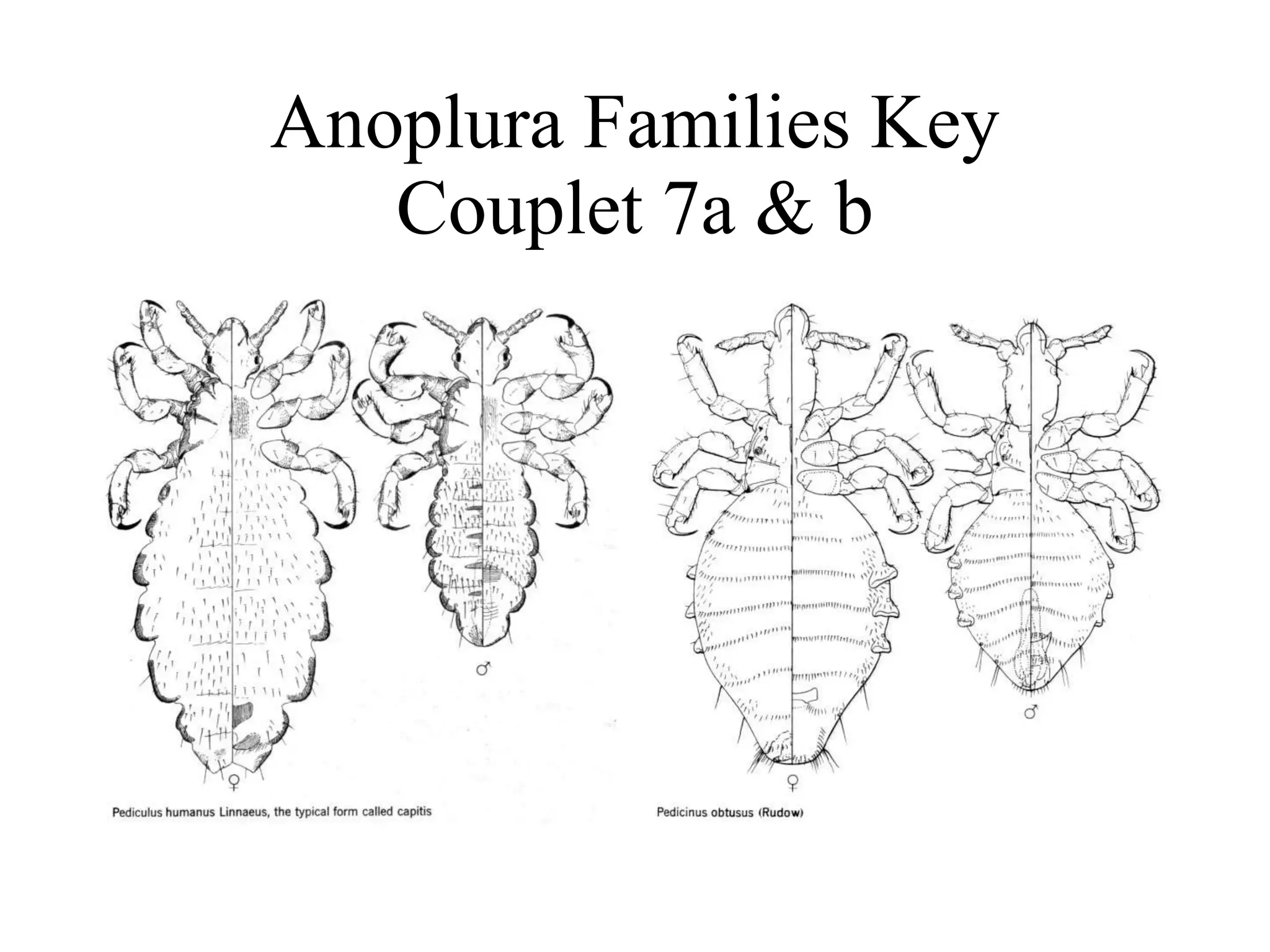 Louse taxonomy, anatomy and identification workshop | PPT