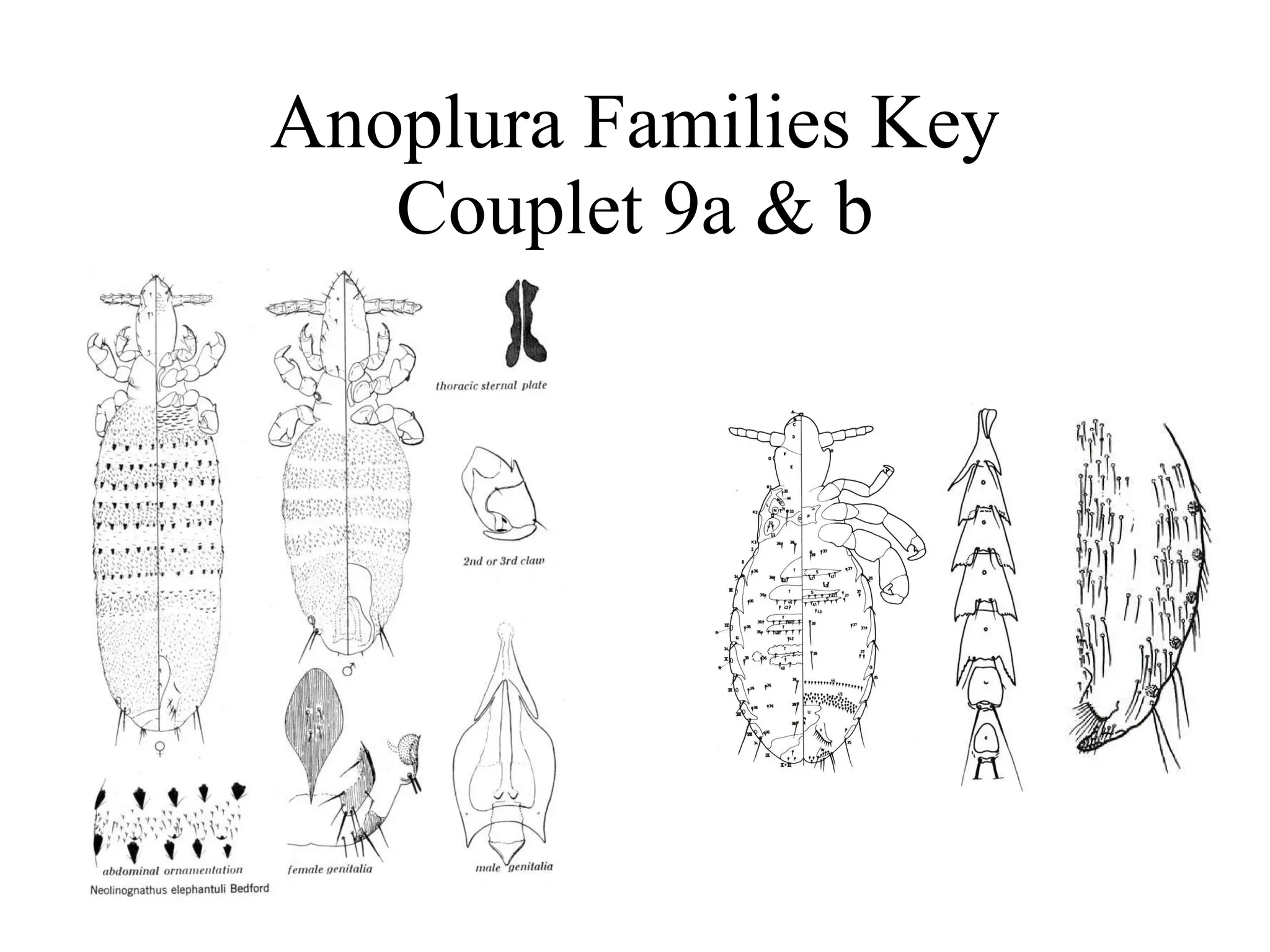 Louse taxonomy, anatomy and identification workshop | PPT