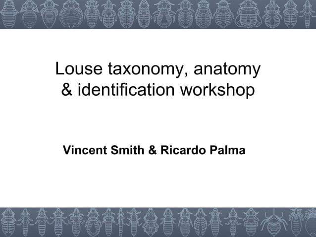Louse taxonomy, anatomy and identification workshop | PPT