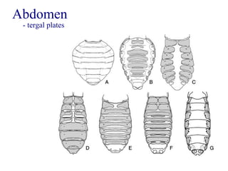 Louse taxonomy, anatomy and identification workshop | PPT