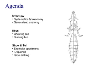 Louse taxonomy, anatomy and identification workshop | PPT