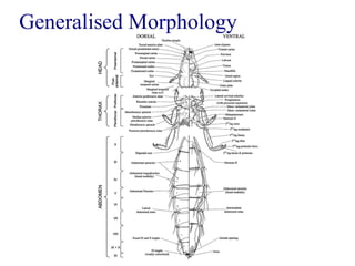 Louse taxonomy, anatomy and identification workshop | PPT