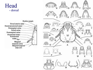 Louse taxonomy, anatomy and identification workshop | PPT