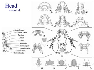 Louse taxonomy, anatomy and identification workshop | PPT