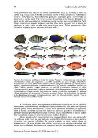 2010 bemvenuti peixes_morfologia_caderno_ecol_aquat | PDF