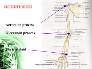 2010 musculo skeleton assessment | PDF