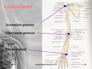 2010 musculo skeleton assessment | PDF