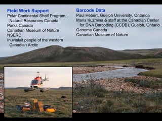 DNA barcoding the vascular plant flora of the Canadian Arctic | PDF ...