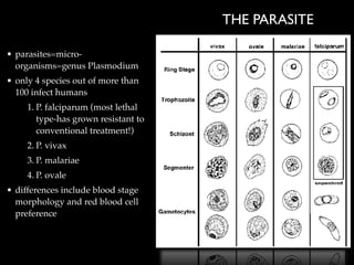 Malaria | PDF