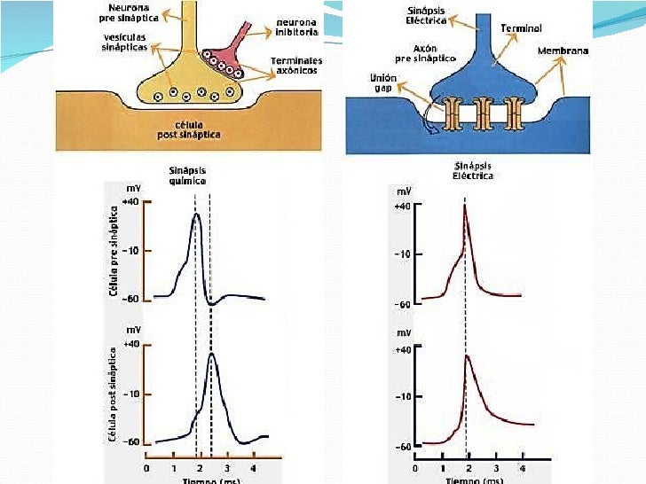 BIOLOGÍA III - PPT SINAPSIS