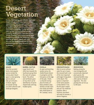 2011 Mesa Pocket Guide To The Sonoran Desert | PDF