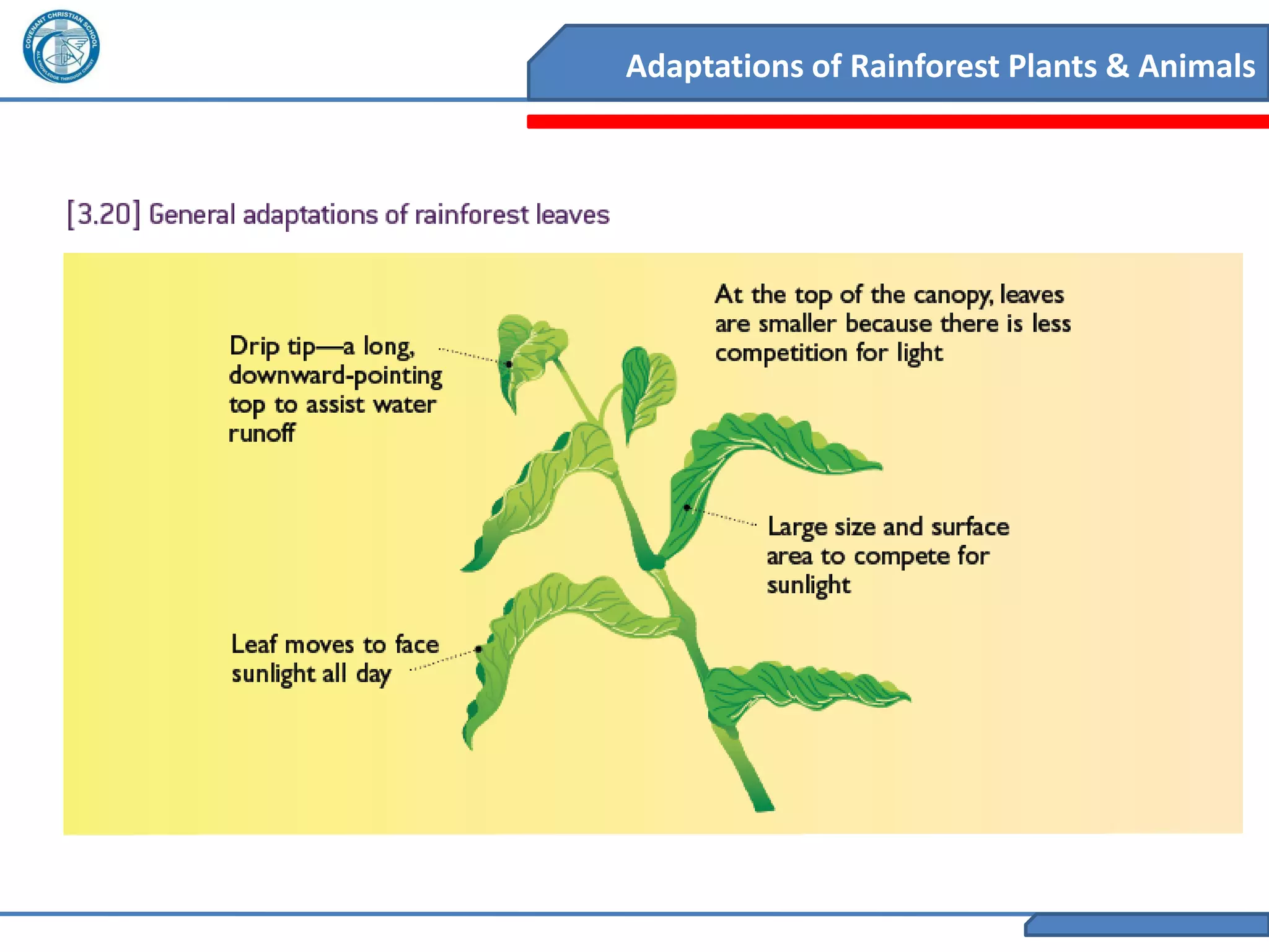 2011 year 8 geography - rainforests - adaptations | PDF
