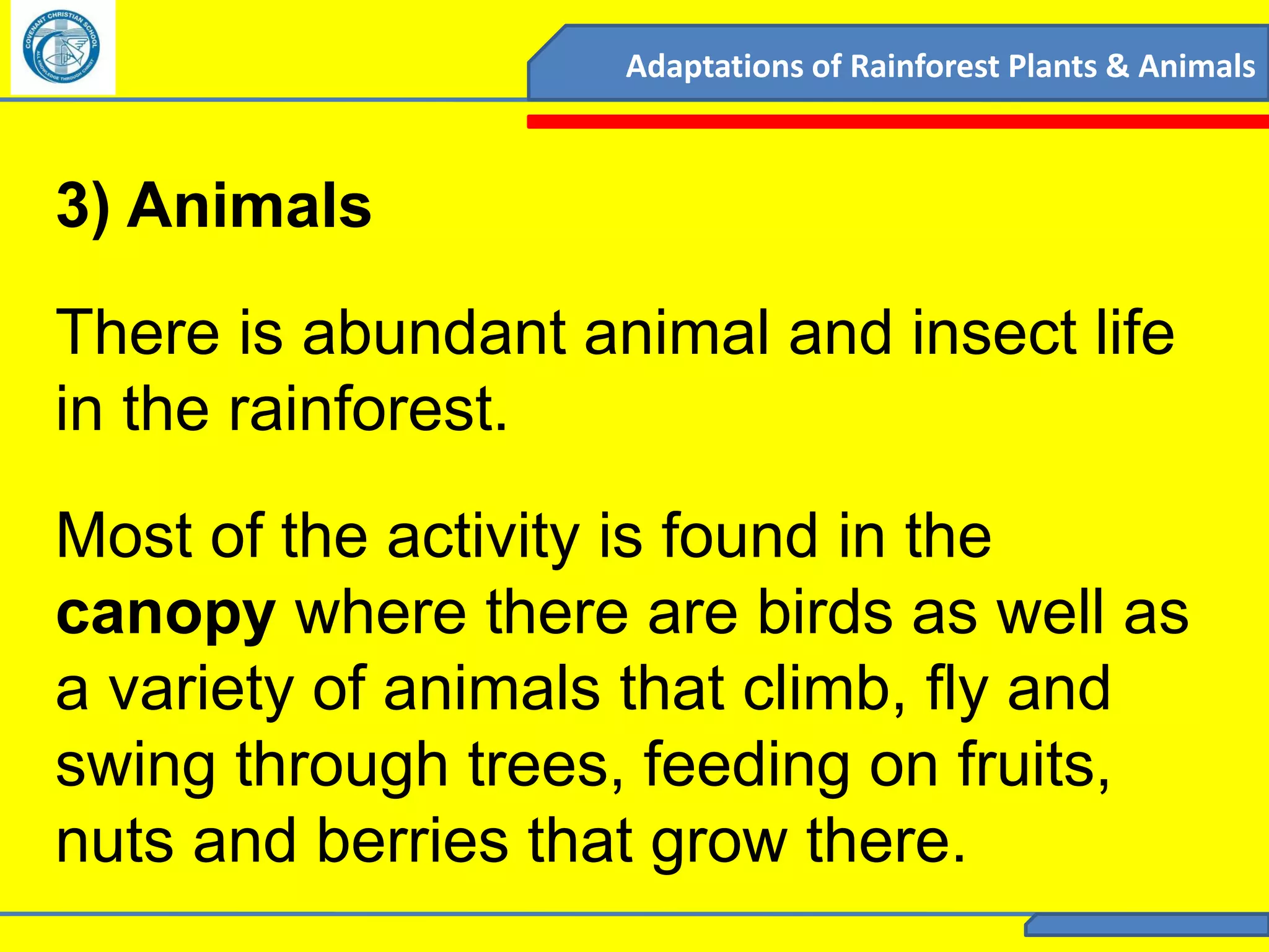 2011 year 8 geography - rainforests - adaptations | PDF