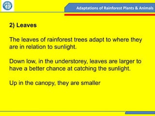 2011 year 8 geography - rainforests - adaptations | PDF