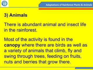 2011 year 8 geography - rainforests - adaptations | PDF