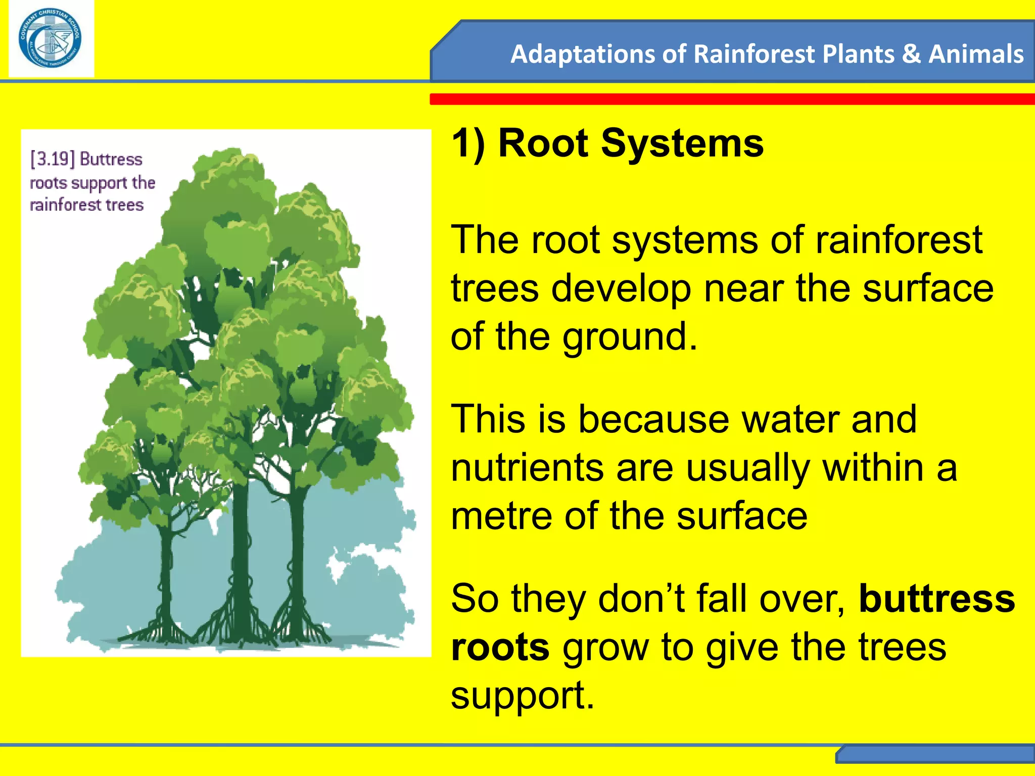 2011 year 8 geography - rainforests - adaptations | PDF