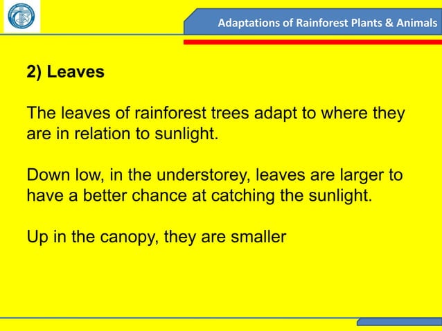 2011 year 8 geography - rainforests - adaptations | PPT