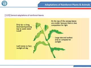 2011 year 8 geography - rainforests - adaptations | PDF