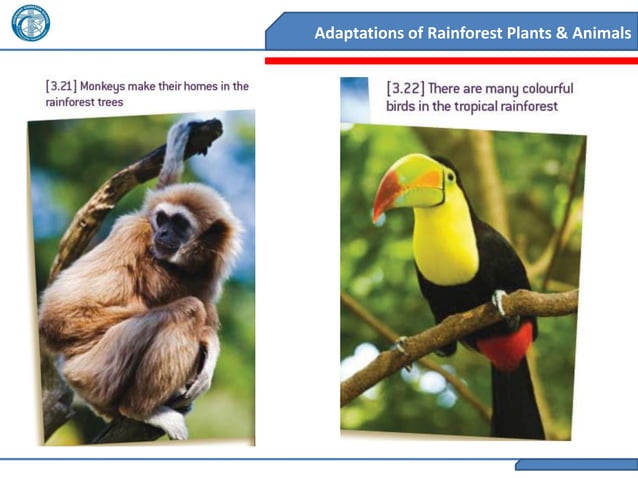 2011 year 8 geography - rainforests - adaptations | PPT