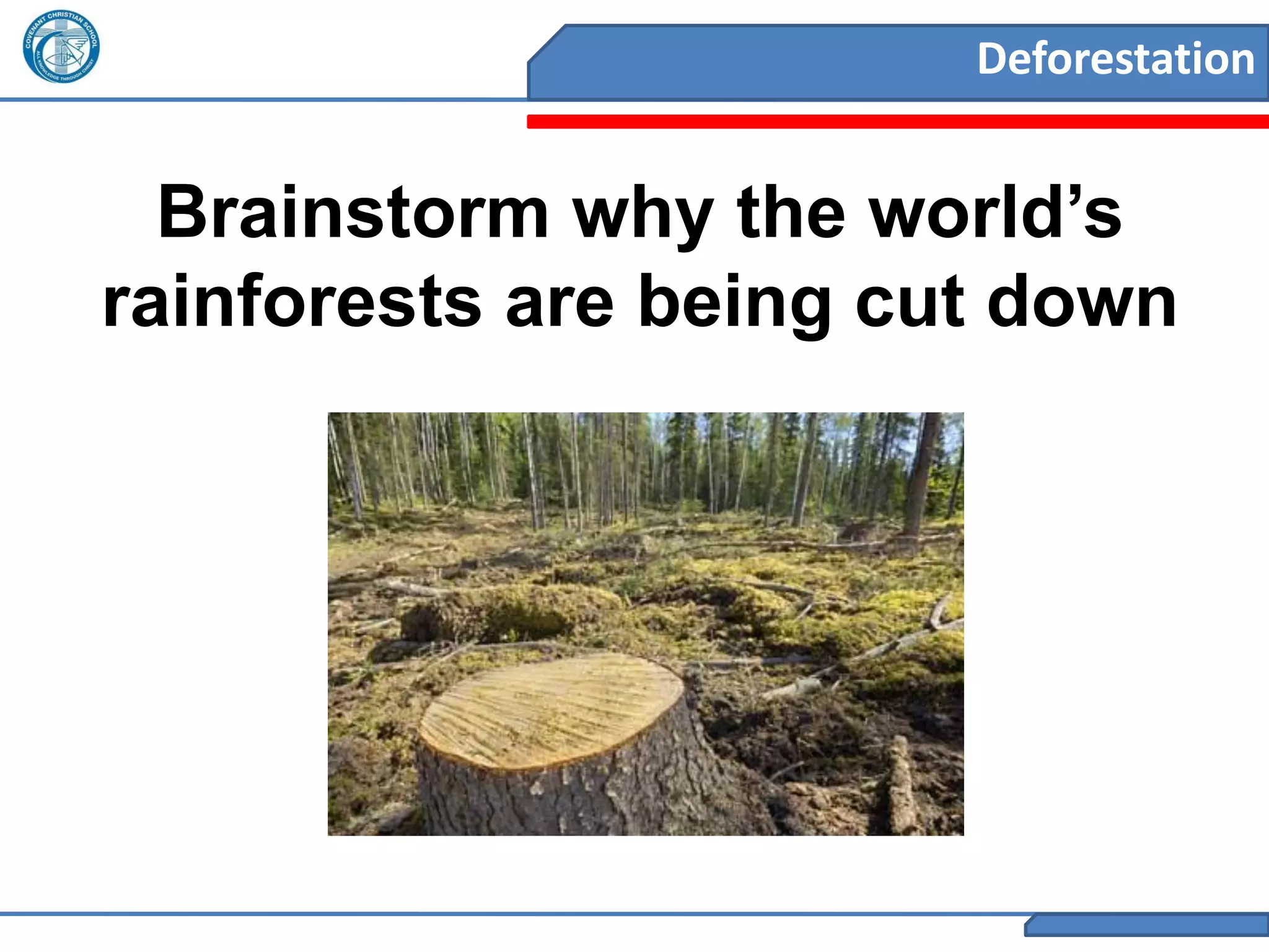 2011 year 8 geography - rainforests - deforestation | PDF