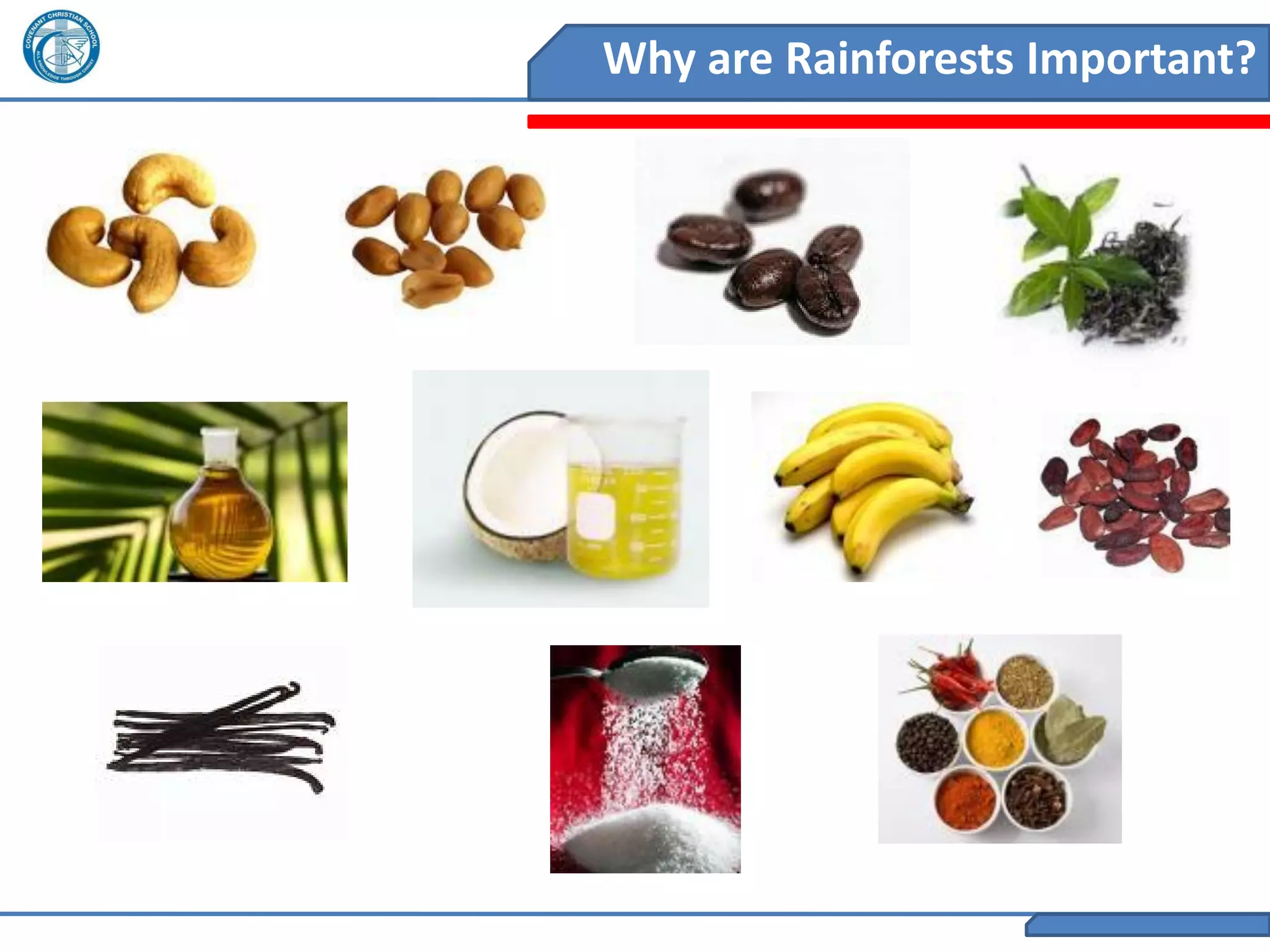 2011 year 8 geography - rainforests - importance | PDF