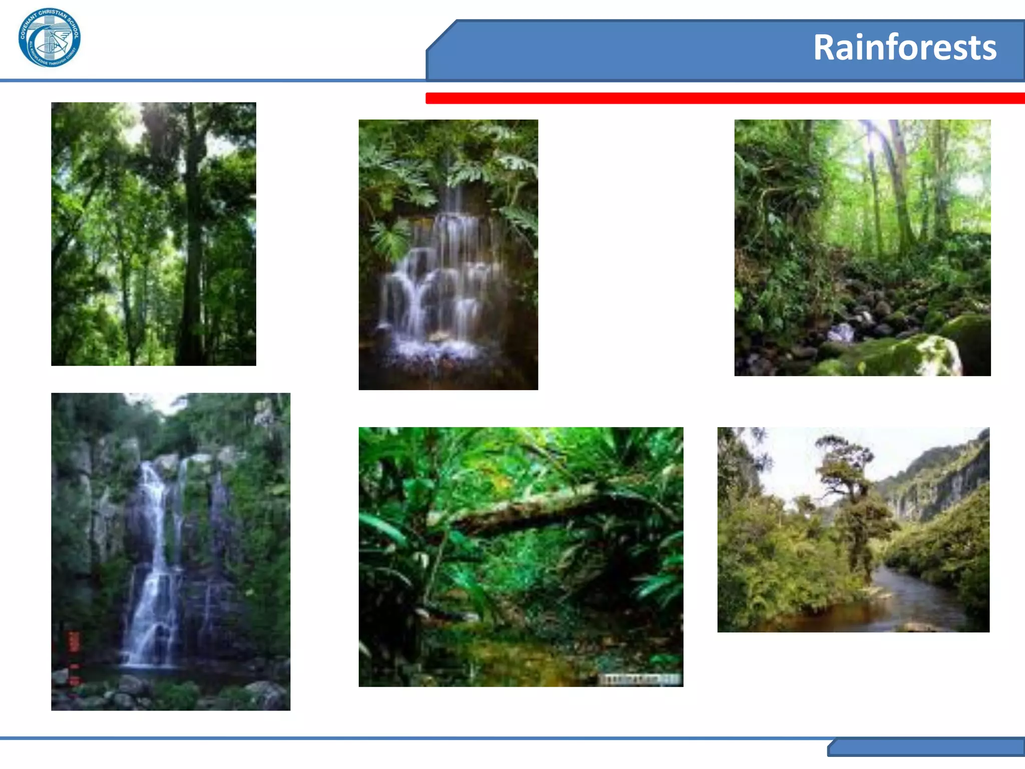 2011 year 8 geography - rainforests - introduction | PPT