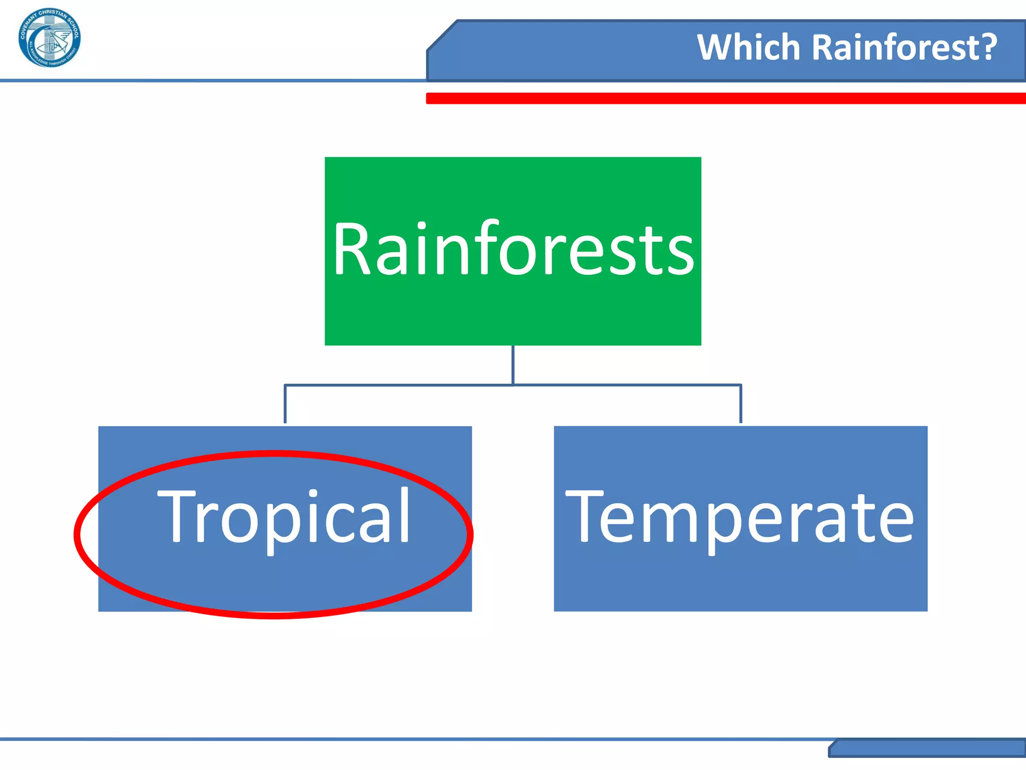 2011 year 8 geography - rainforests - introduction | PPT