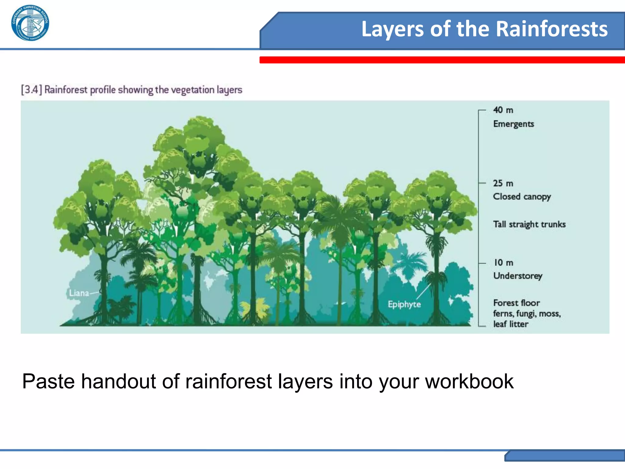 2011 year 8 geography - rainforests - layers | PDF