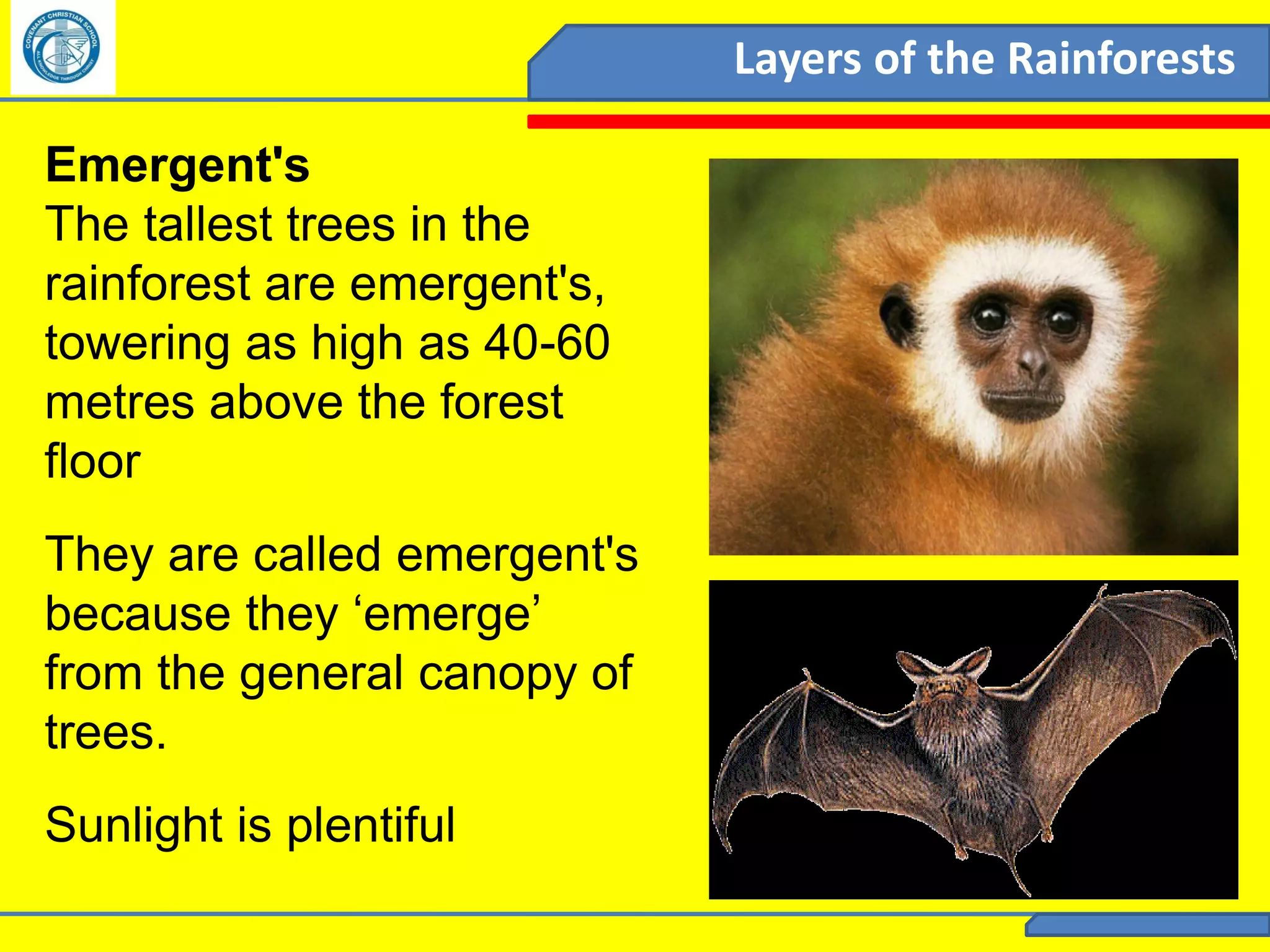 2011 year 8 geography - rainforests - layers | PDF