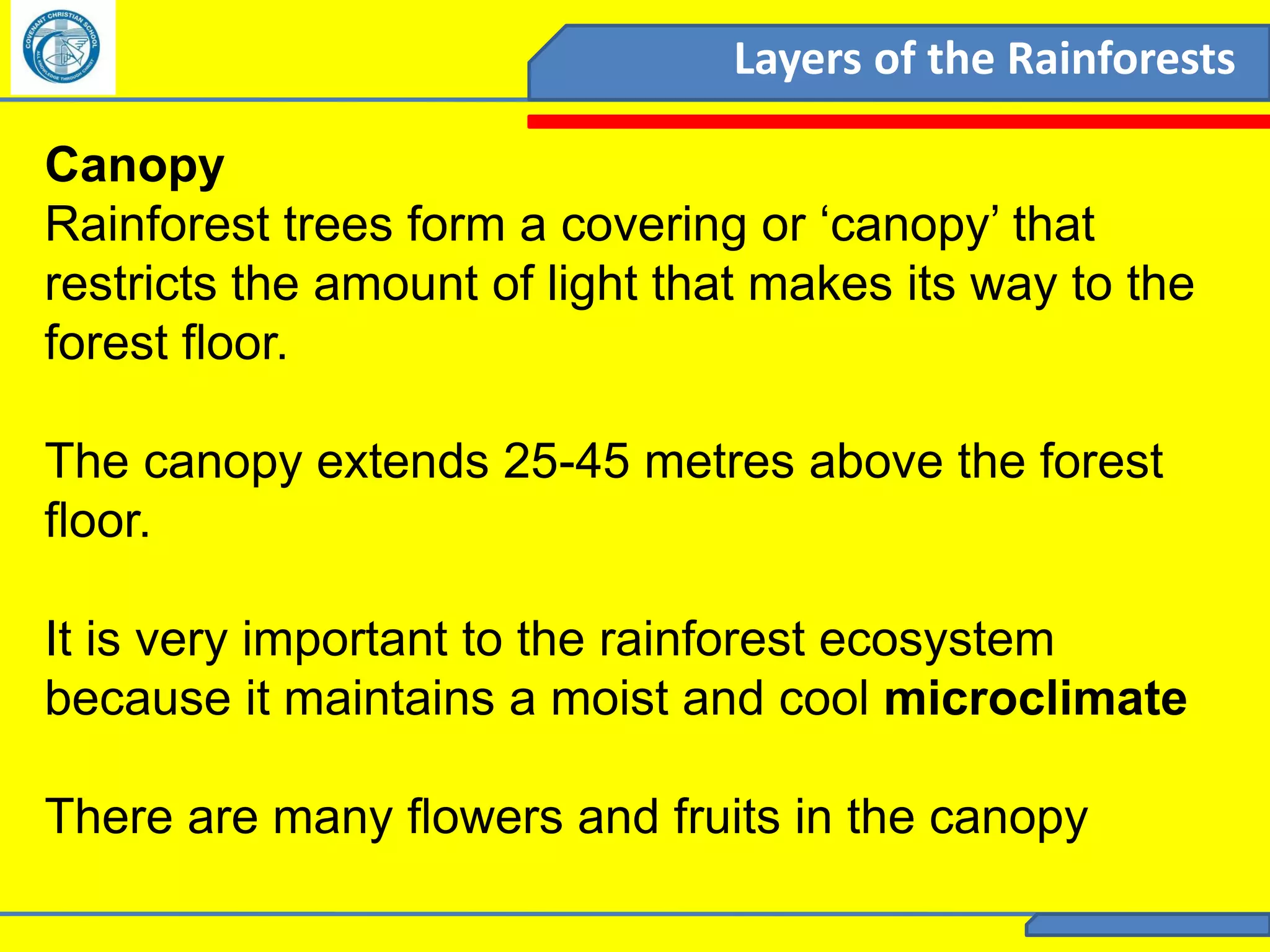 2011 year 8 geography - rainforests - layers | PDF