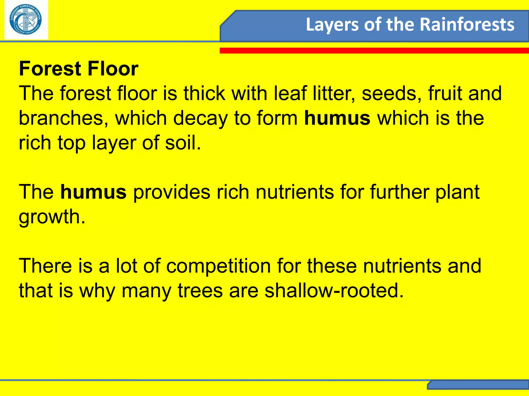 2011 year 8 geography - rainforests - layers | PDF