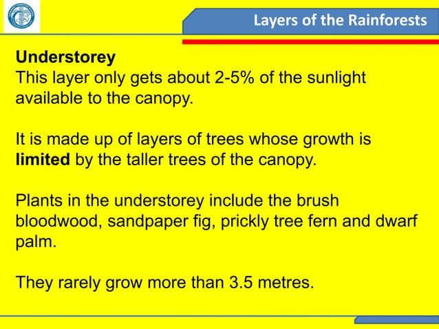 2011 year 8 geography - rainforests - layers | PDF | Gardening | Home ...