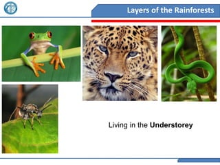 2011 year 8 geography - rainforests - layers | PDF
