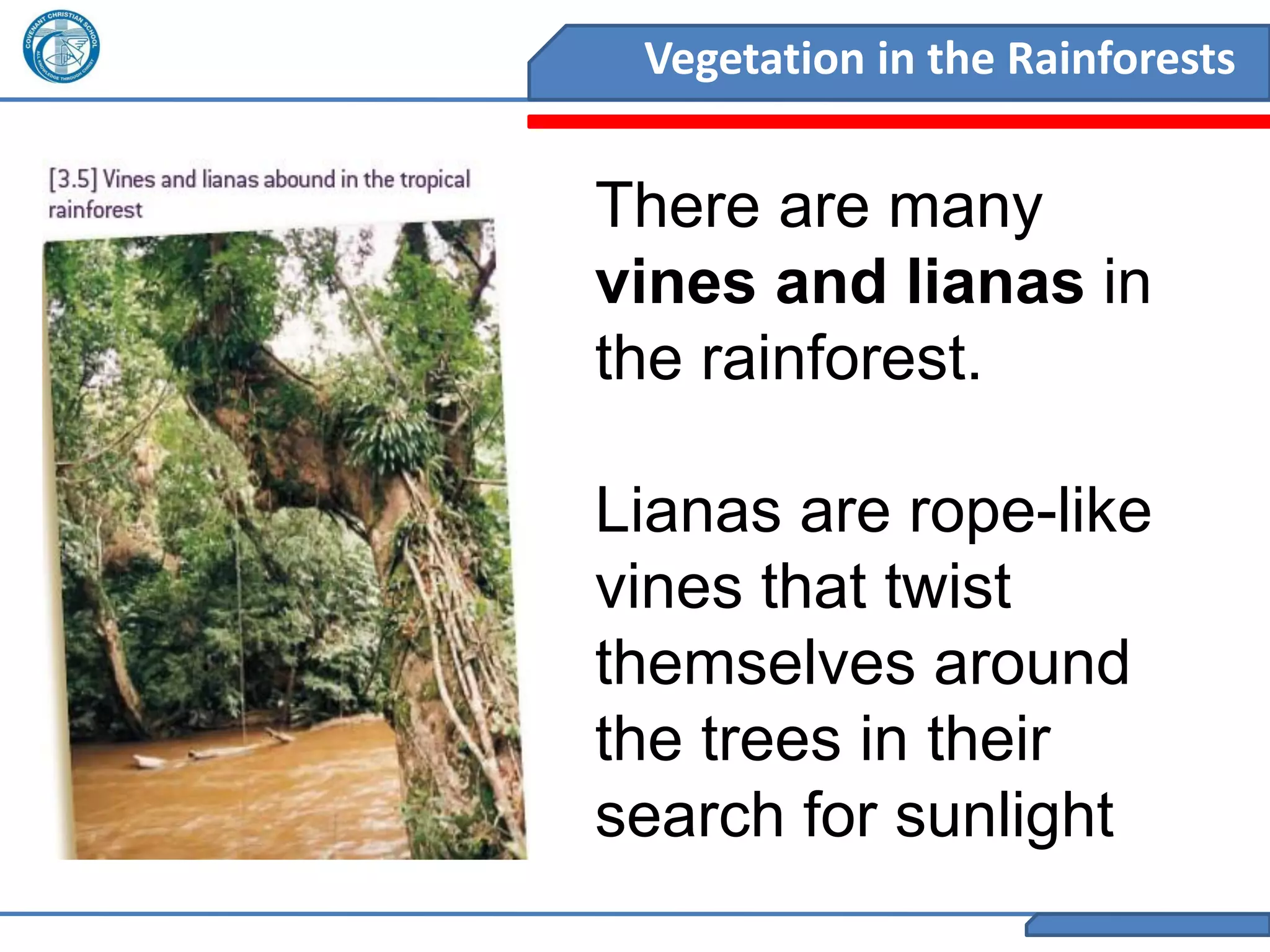 2011 year 8 geography - rainforests - vegetation | PDF
