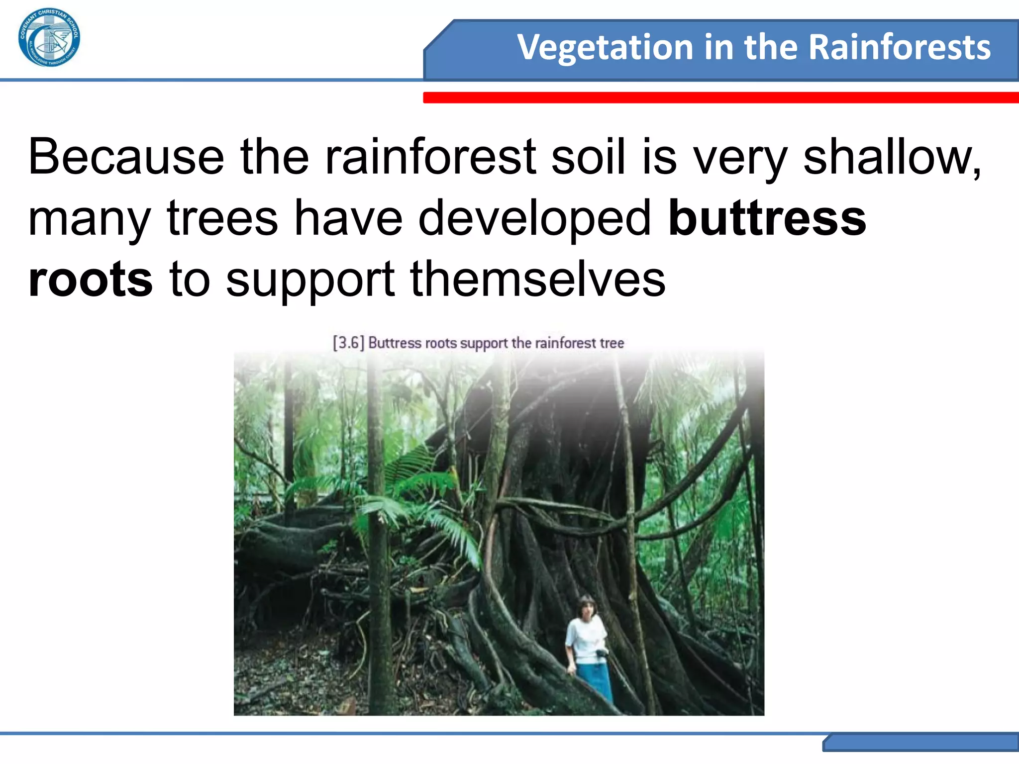 2011 year 8 geography - rainforests - vegetation | PPT