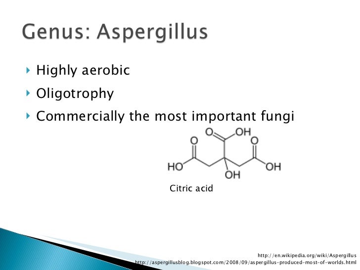 A. nidulans iGEM Wageningen UR