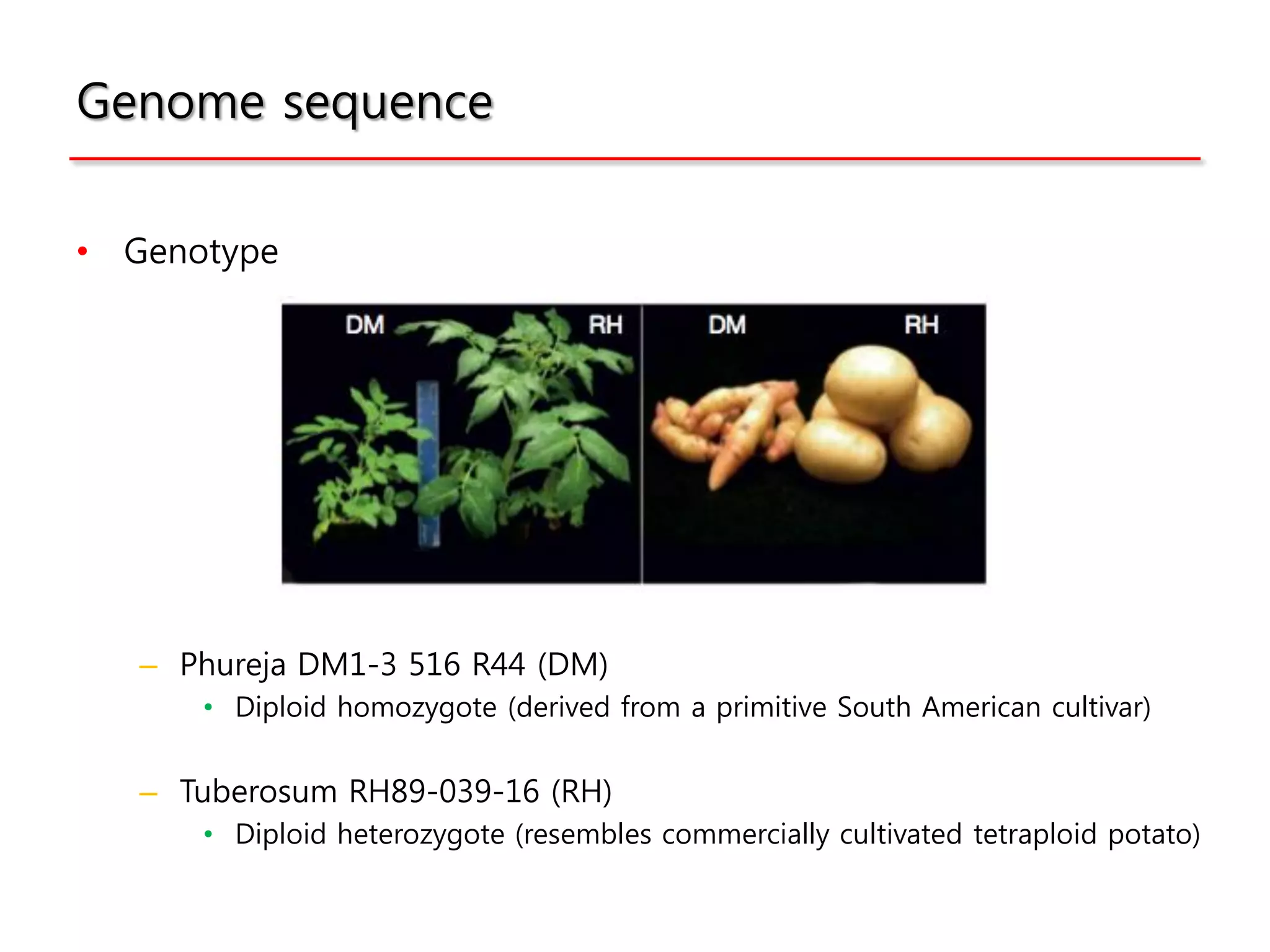 Potato genome sequence paper | PPT