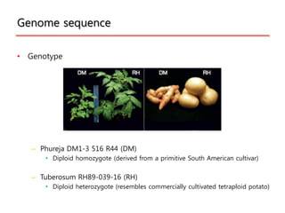 Potato genome sequence paper | PDF