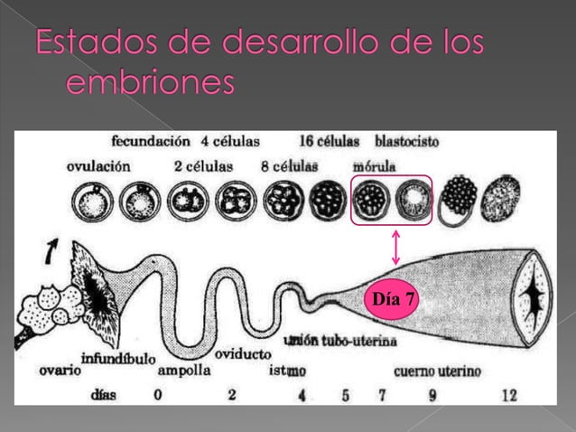 Transferencia de Embriones en bovinos | PPSX