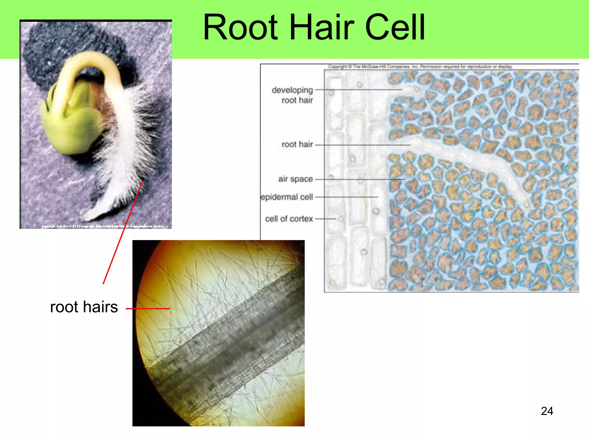 Cell Structure and Organisation